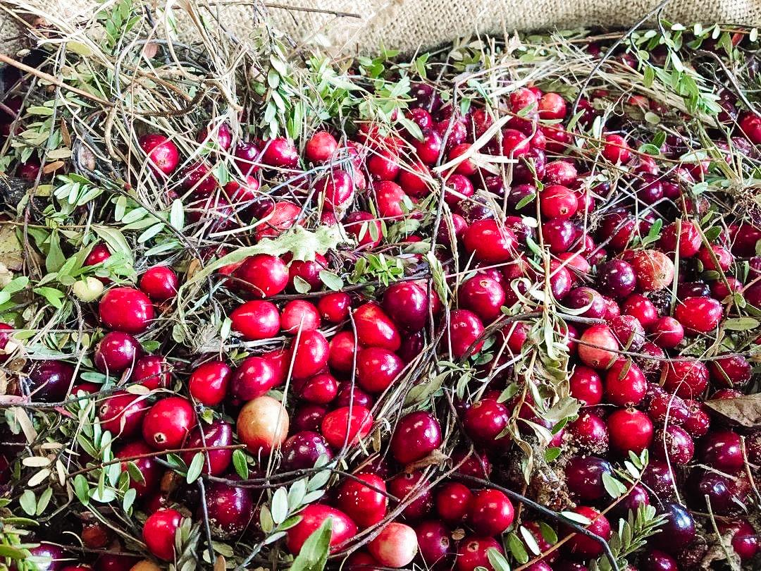 This Week at the Co-op: Local Cranberries Arrive! Huge Organic Sale ...